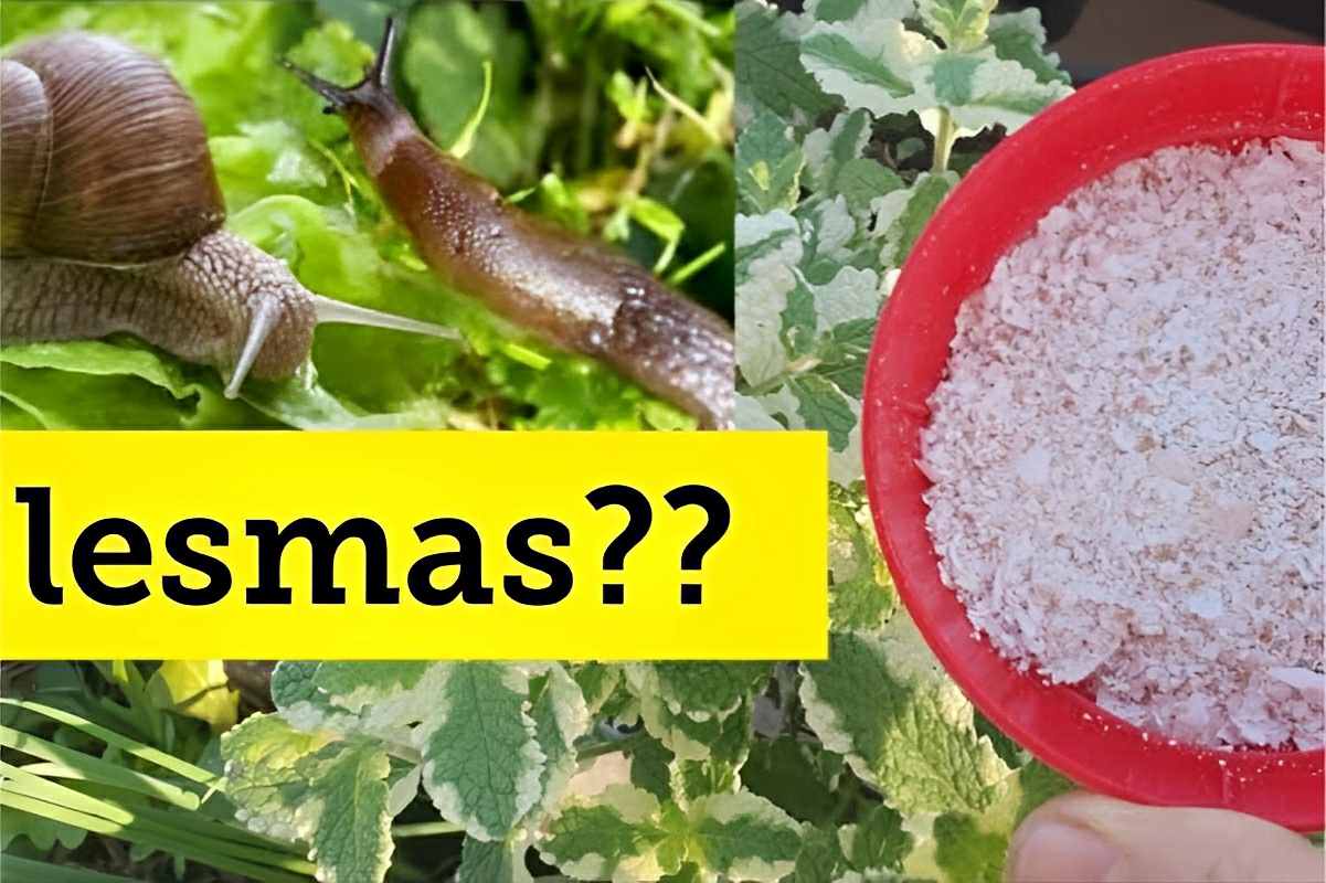 Dica de como acabar com as lesmas das plantas e hortaliças
