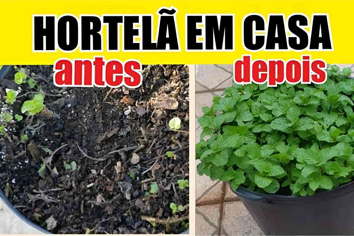 Como cultivar hortelã em casa e ter esse erva maravilhosa e especial o ...