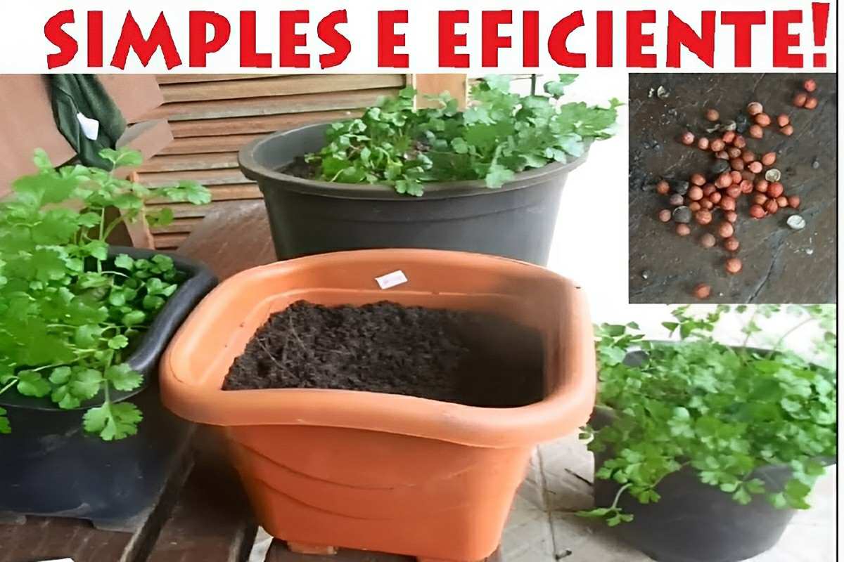Descubra como plantar coentro em vasos e não fique sem esse ótimo ...
