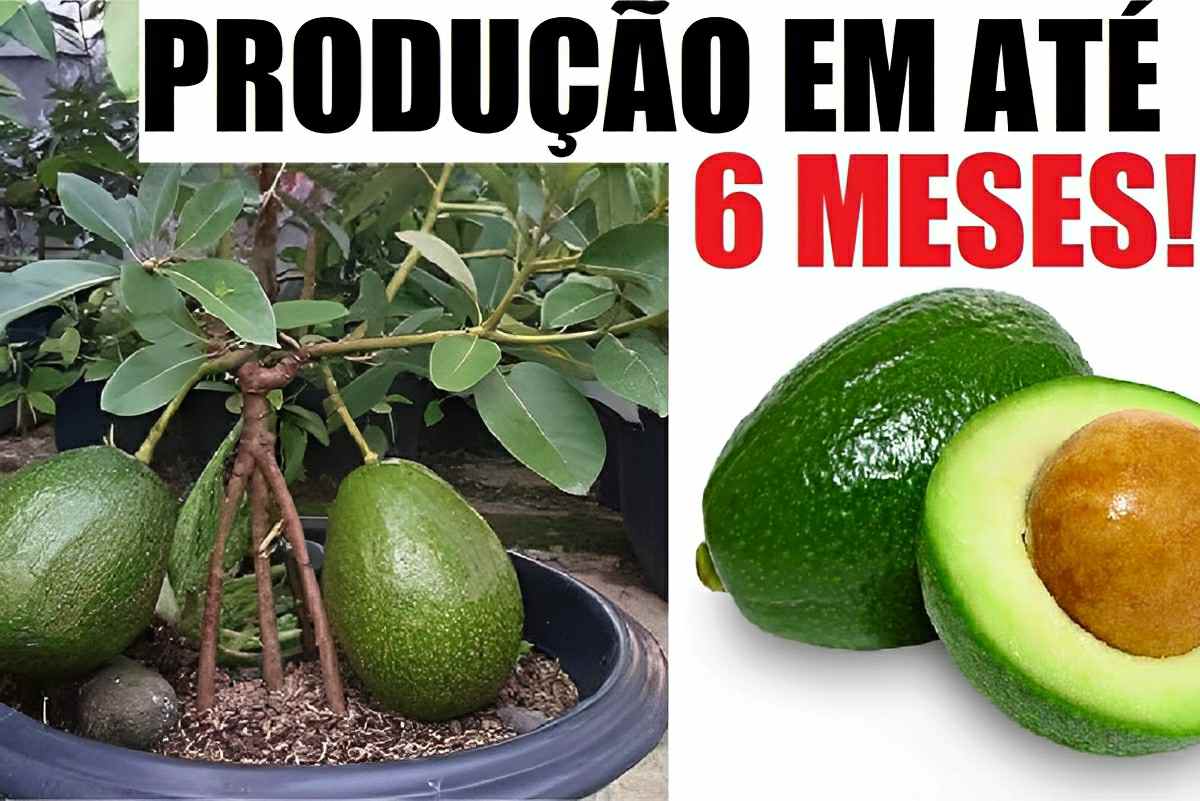 Como ter abacateiro em vaso na sua casa produzindo frutos em poucos meses